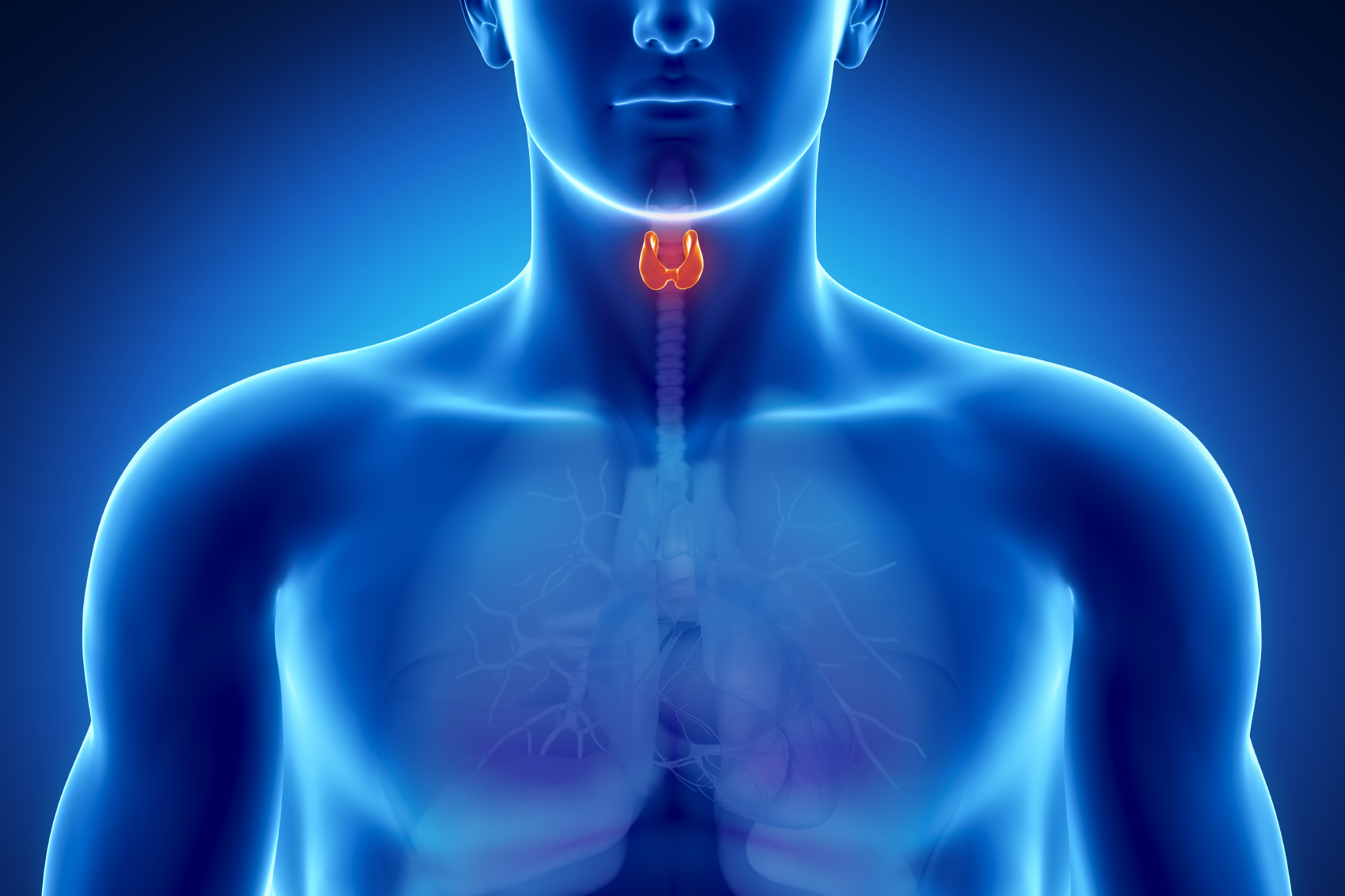 Stress And Thyroid Function Dr Alex Rinehart